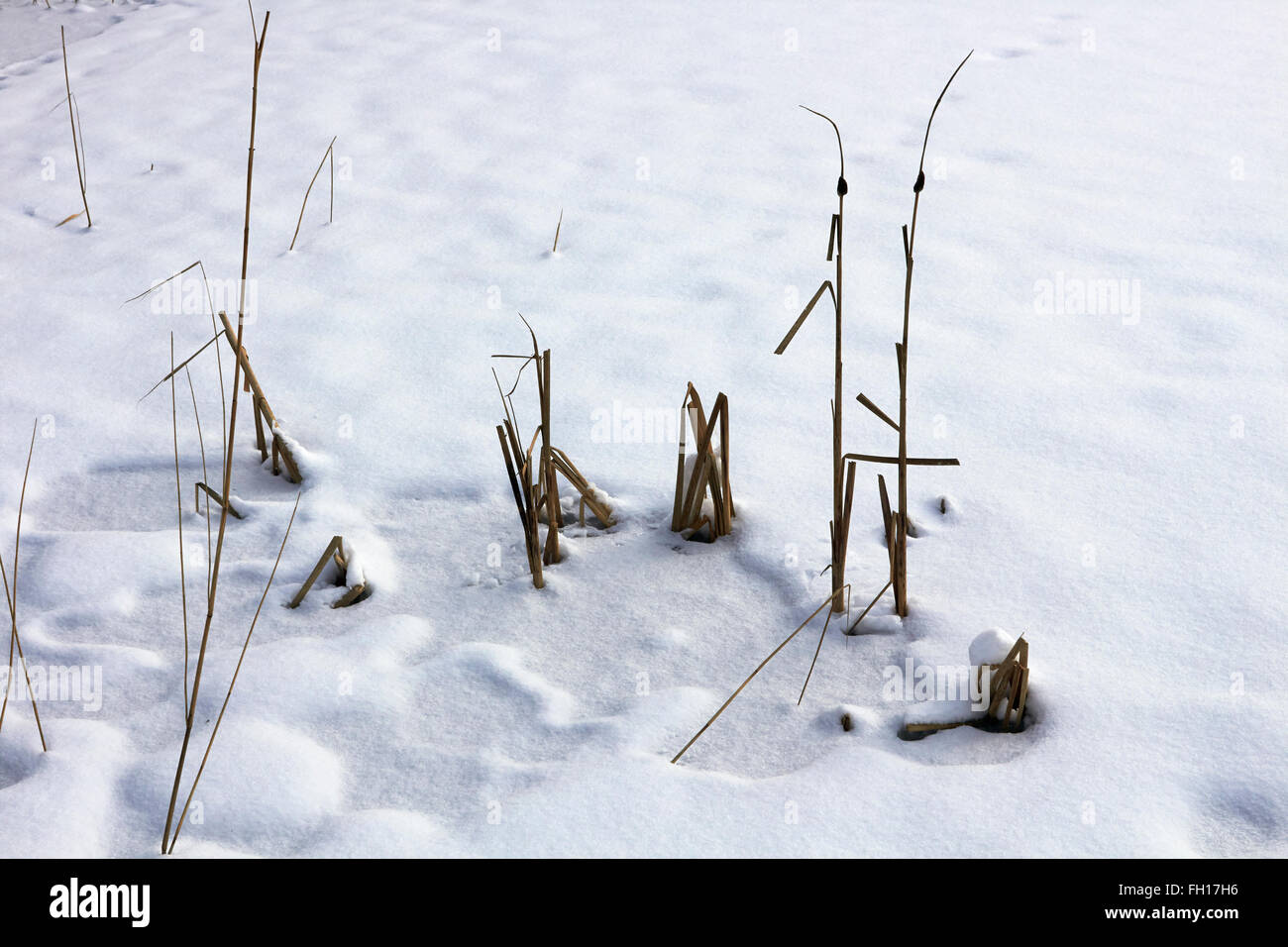 Typha latifolia seed heads, Finland Stock Photo - Alamy
