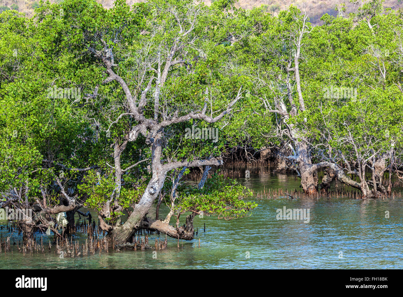 Mangrove tree, Sumbawa, Indonesia Stock Photo - Alamy