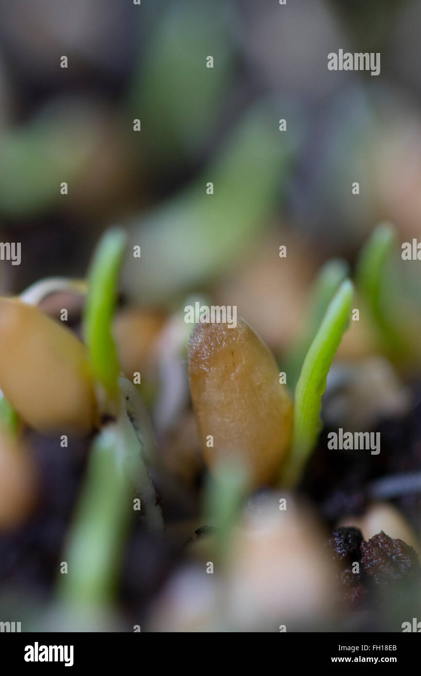 Early growth of established wheat seedlings Stock Photo - Alamy