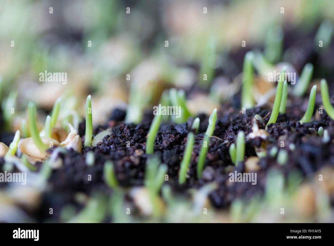 Seedlings of wheat hi-res stock photography and images - Alamy