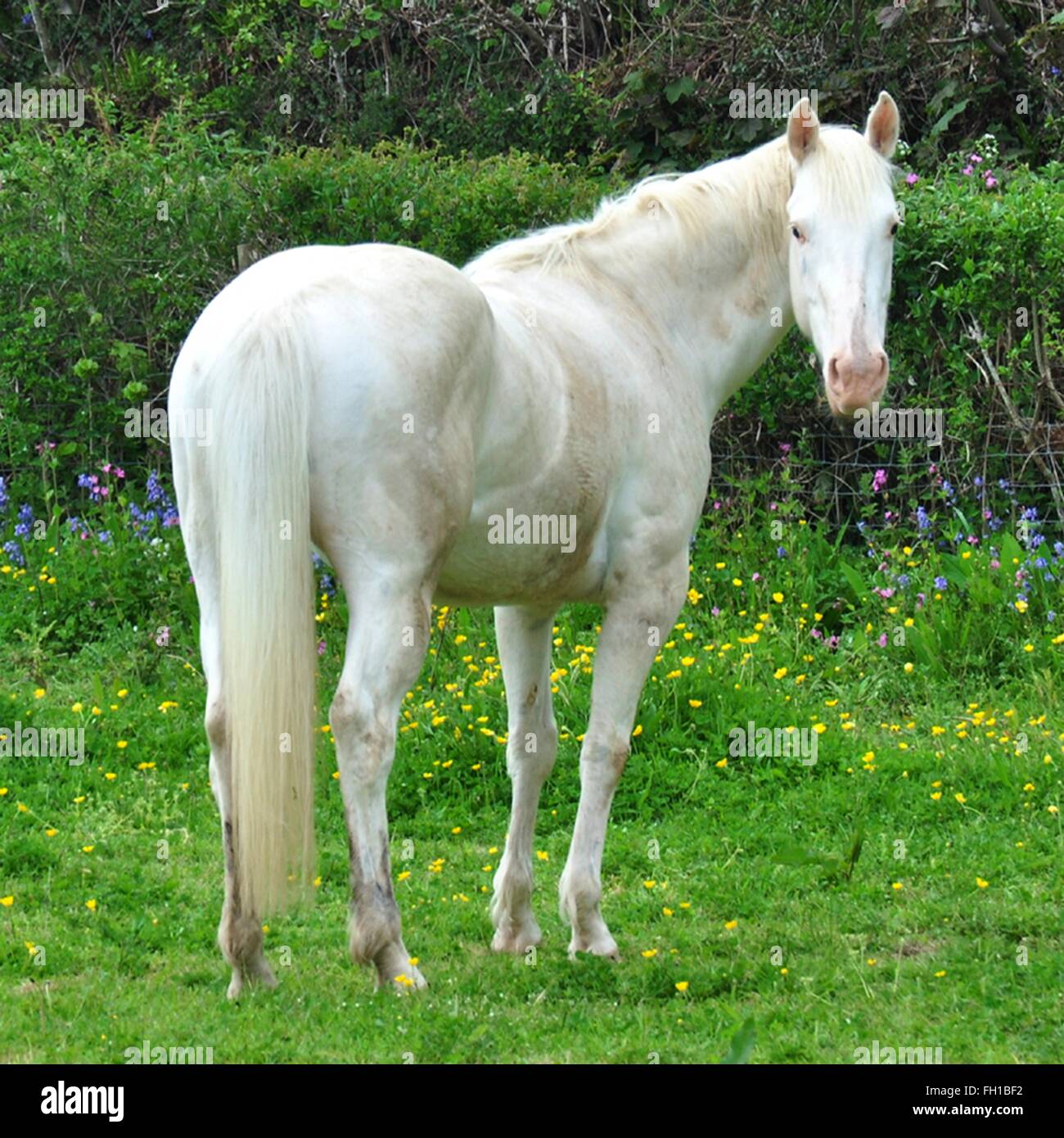 Steed horse hi-res stock photography and images - Alamy