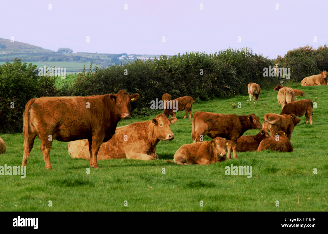 English Country Agricultural scene. South Devon breed of cattle on farm ...