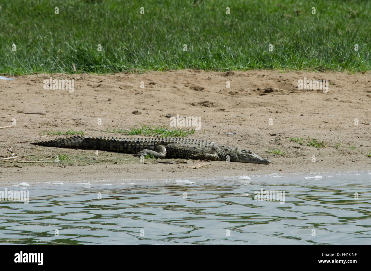 African bush crocodile hi-res stock photography and images - Alamy