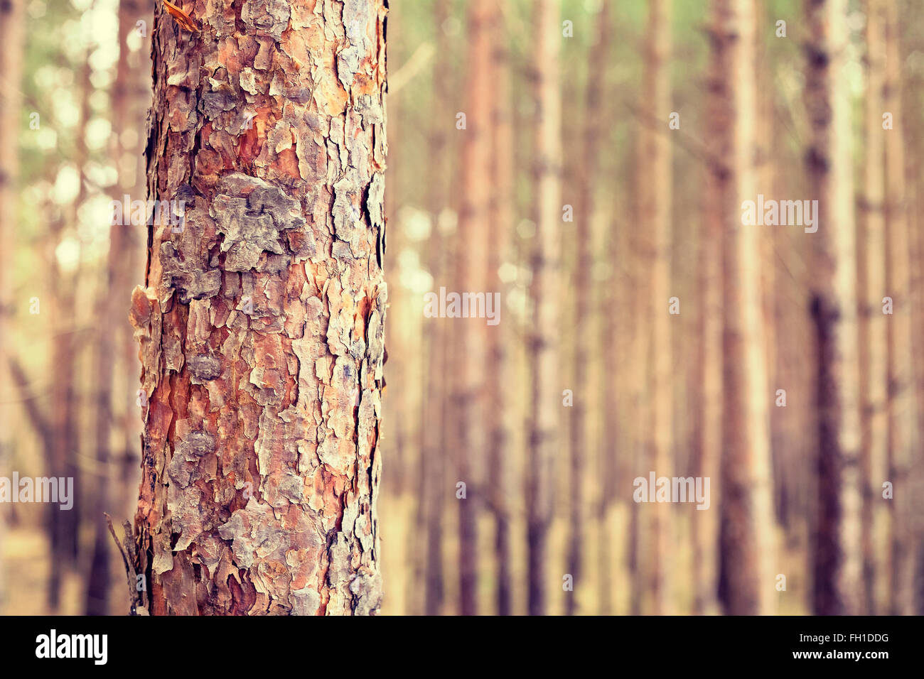 Conifer tree bark hi-res stock photography and images - Alamy
