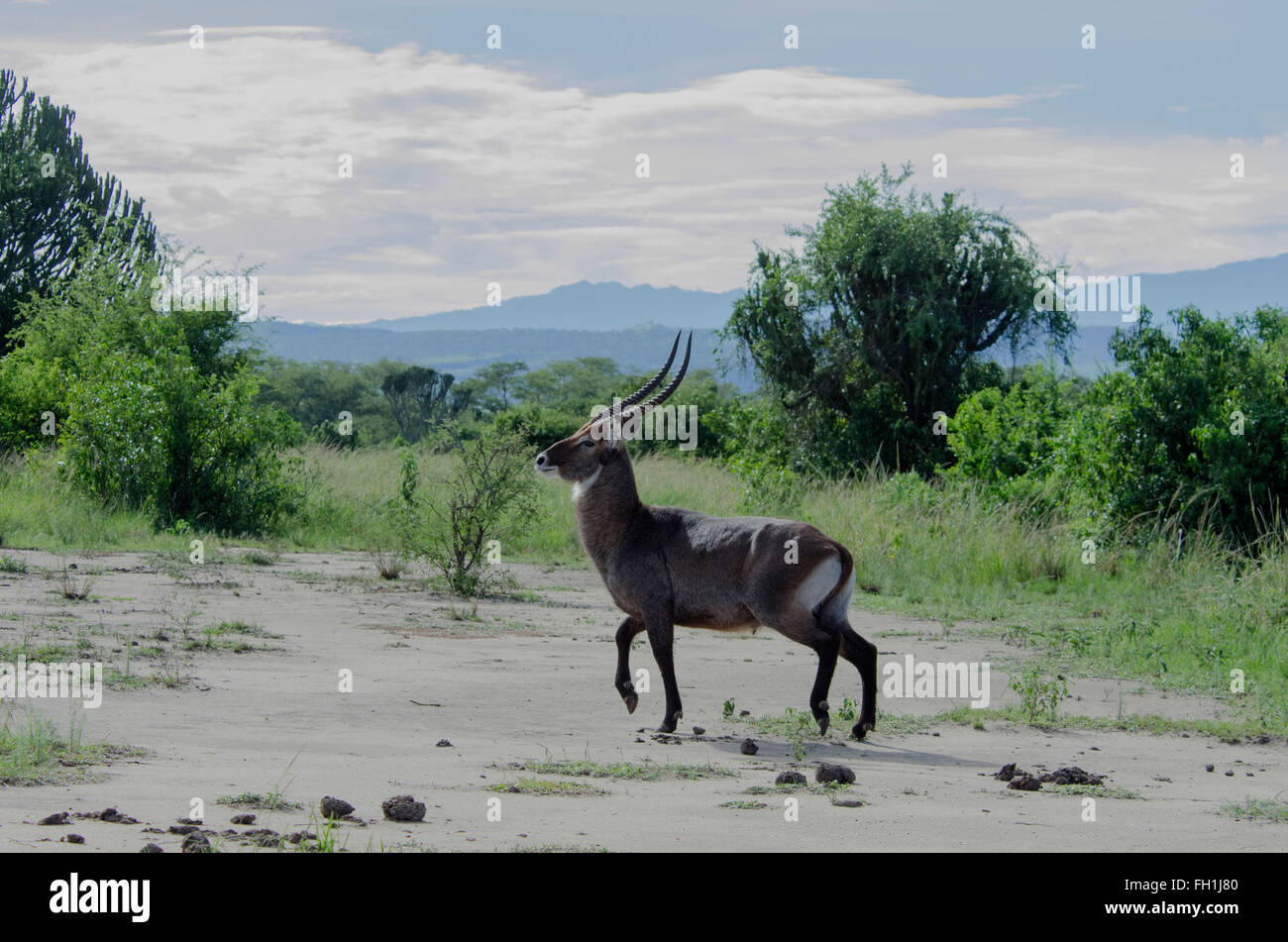 Majestic walk of a Defassa waterbuck Stock Photo - Alamy