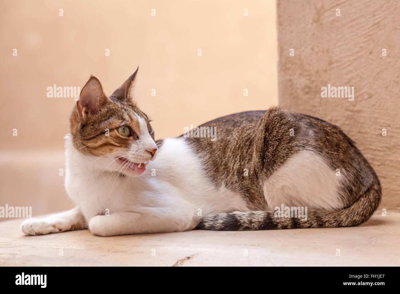 Middle east cat hi-res stock photography and images - Alamy