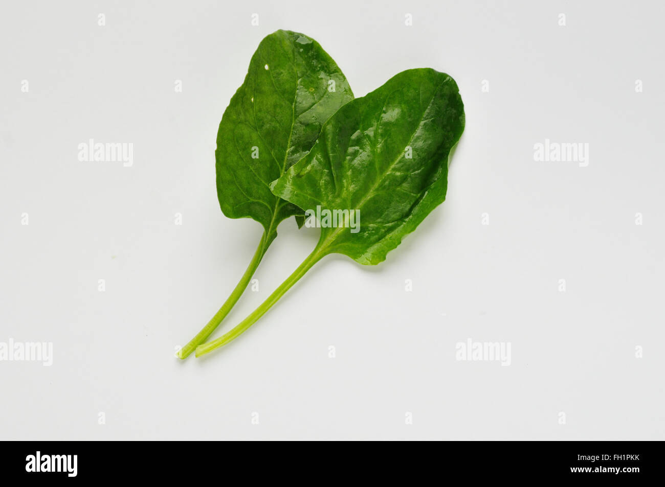 Spinach Cut Out High Resolution Stock Photography and Images - Alamy
