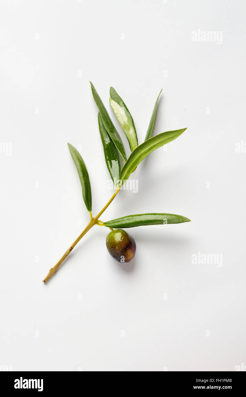 Olive branch cut out hi-res stock photography and images - Alamy