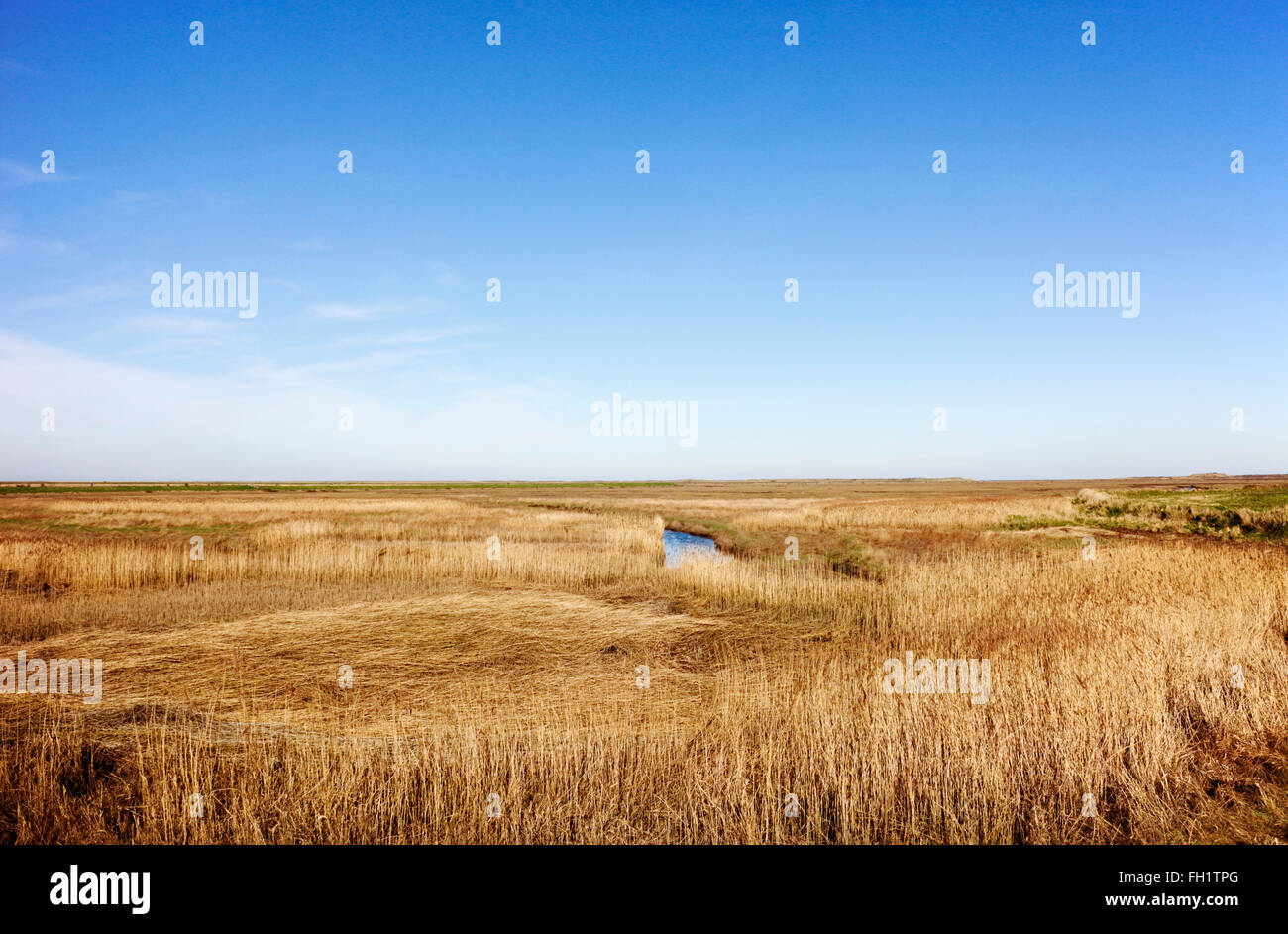 A view across reed beds and the river burn to salt marshes at Burnham ...