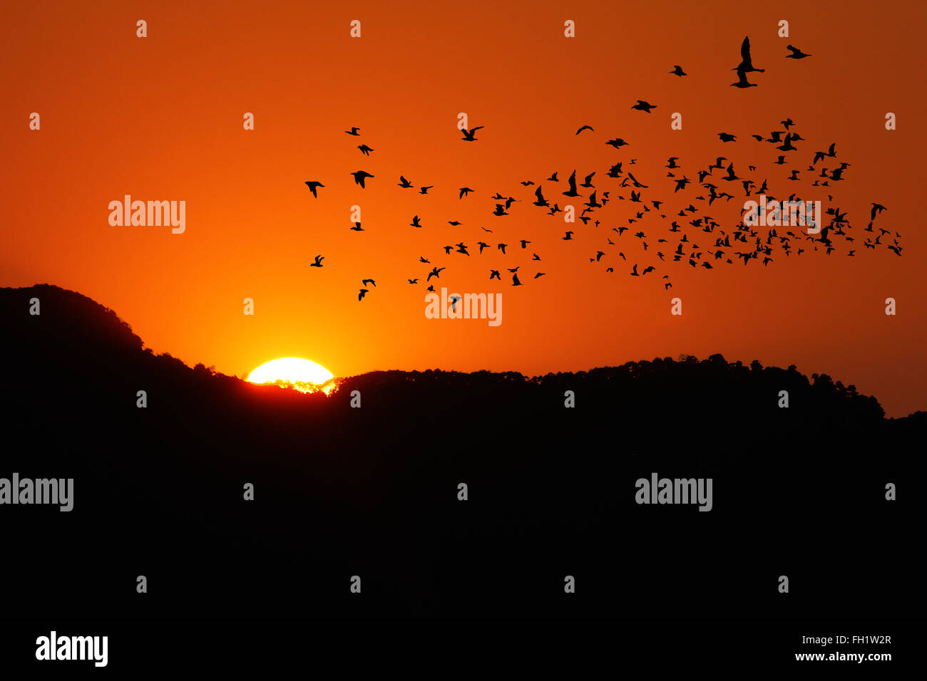 sunset time on the mountain with birds Stock Photo - Alamy