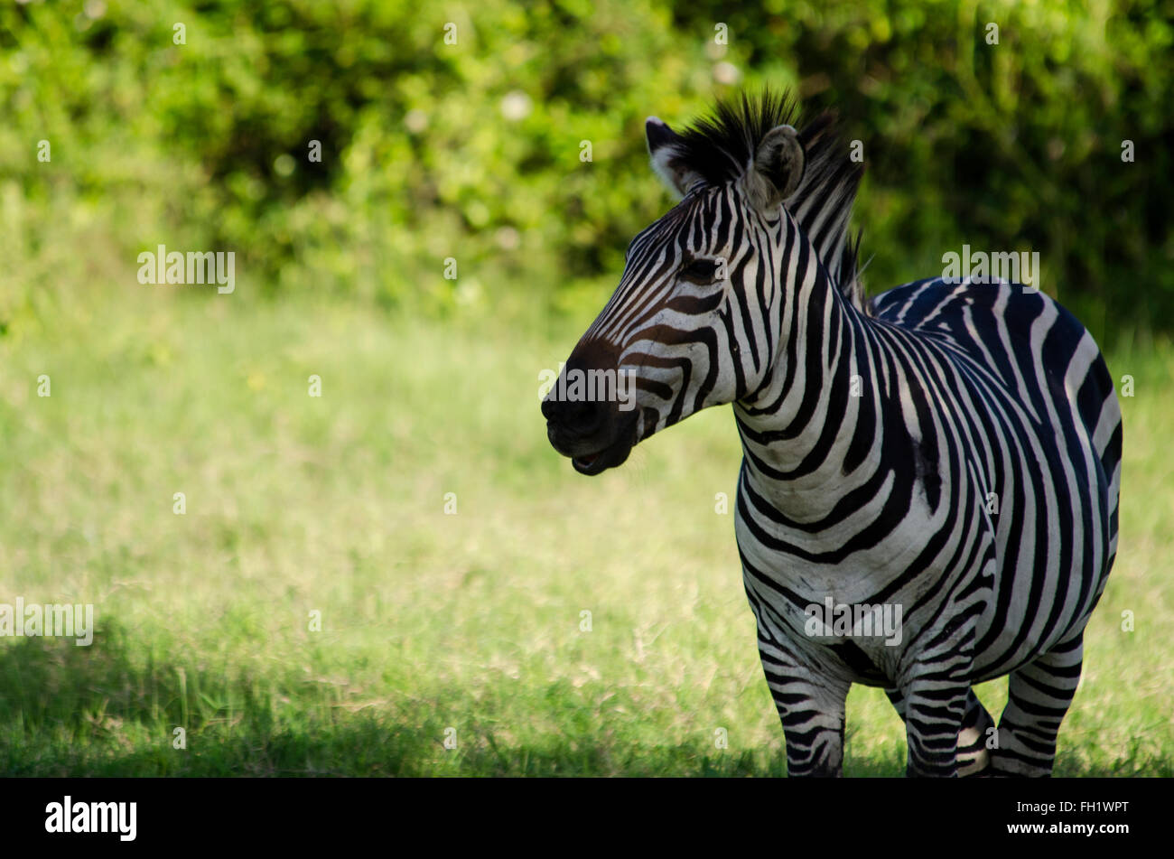 American portrait of a lone zebra Stock Photo - Alamy