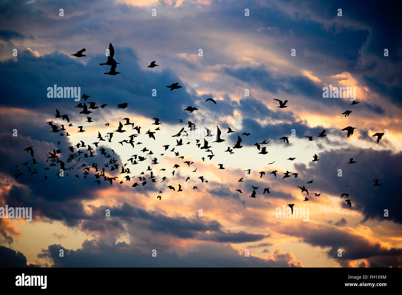 Clouds with birds on sunrise time Stock Photo - Alamy