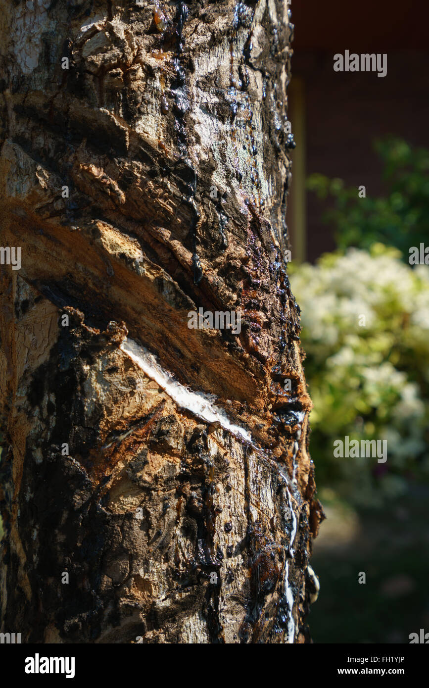 Rubber Tree Plant High Resolution Stock Photography and Images - Alamy