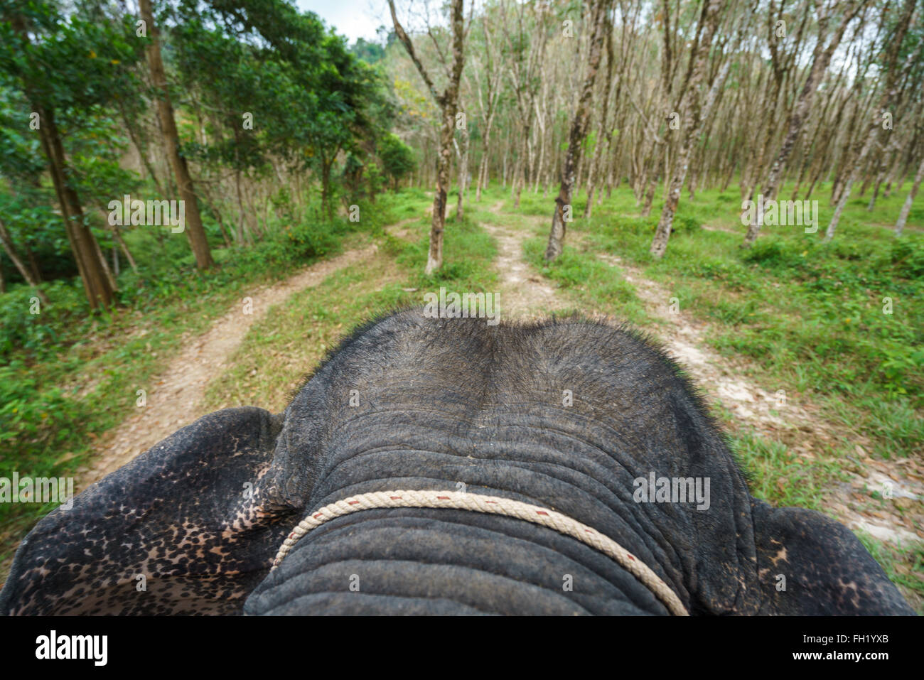 View from back of elephant on tropical forest Stock Photo - Alamy