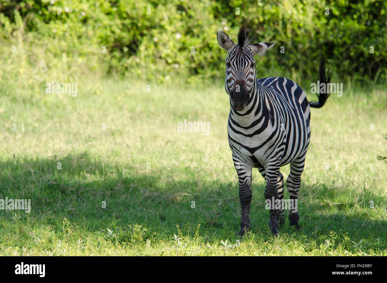 Zebra smiling hi-res stock photography and images - Alamy