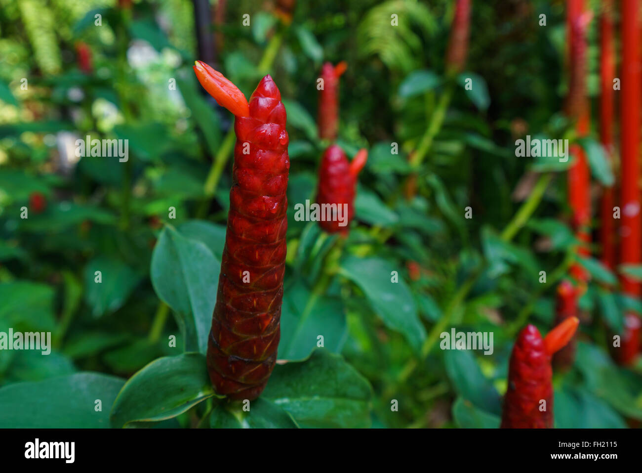 Image of Costus woodsonii, Red Button Ginger Stock Photo - Alamy