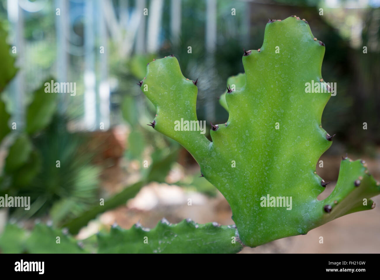 Cactus in tropical garden, close-up. Thailand Stock Photo - Alamy