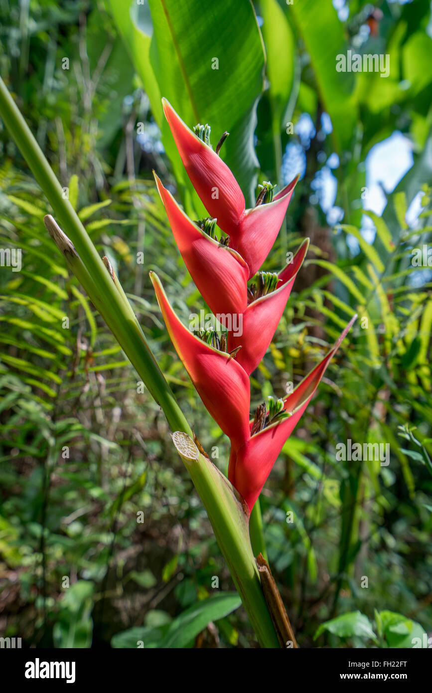 Flower called Heliconia Stricta in tropical garden Stock Photo - Alamy
