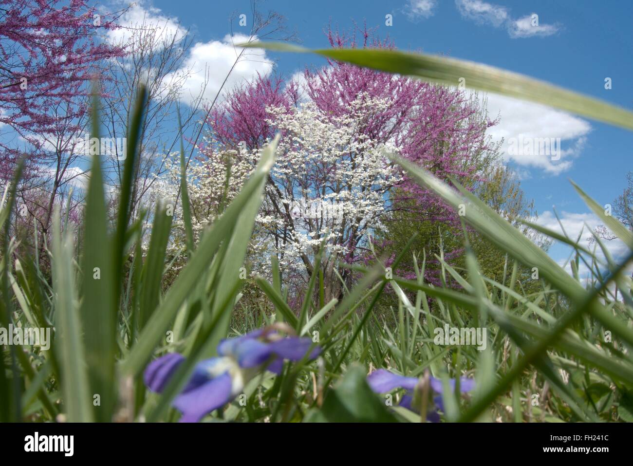 A bug's eye view of early spring in Baltimore County Stock Photo - Alamy