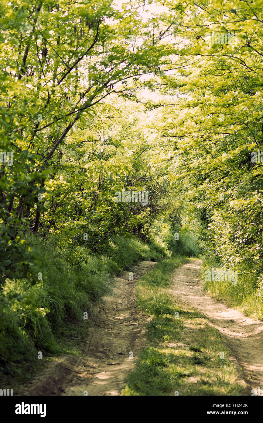 Country forest hi-res stock photography and images - Alamy