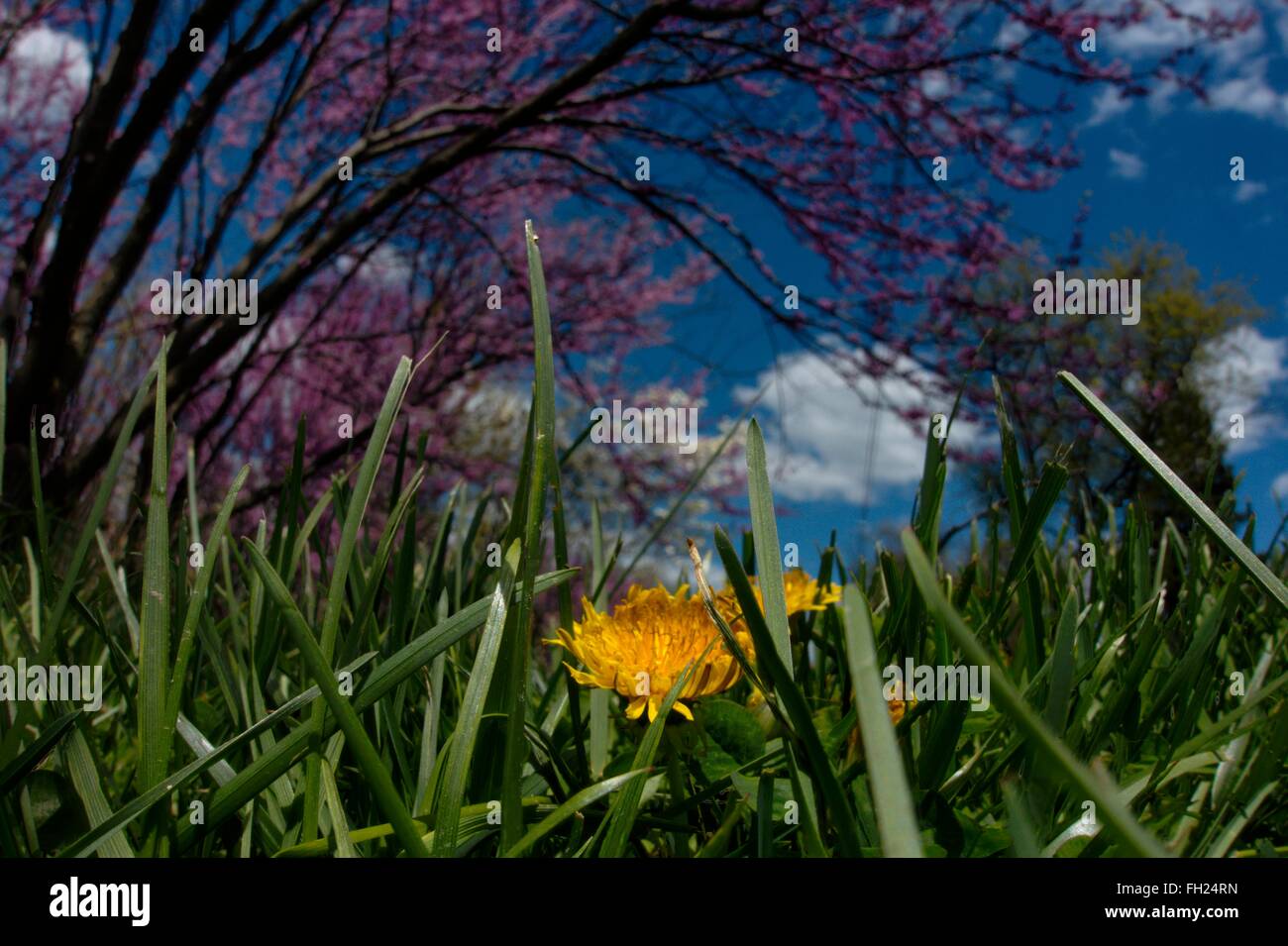 Bugs eye view hi-res stock photography and images - Alamy