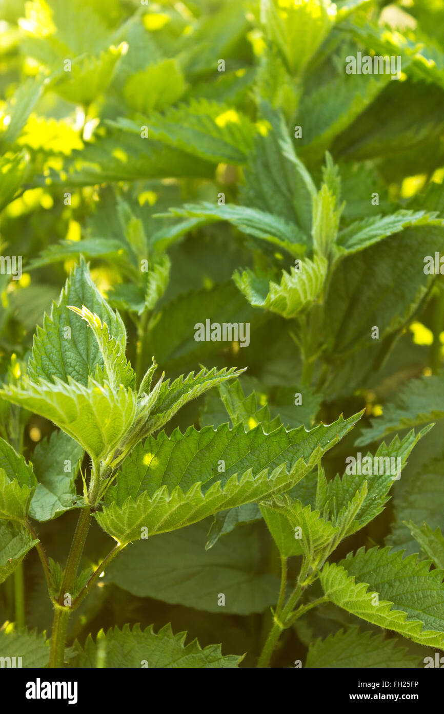 Allergy medicine hi-res stock photography and images - Alamy