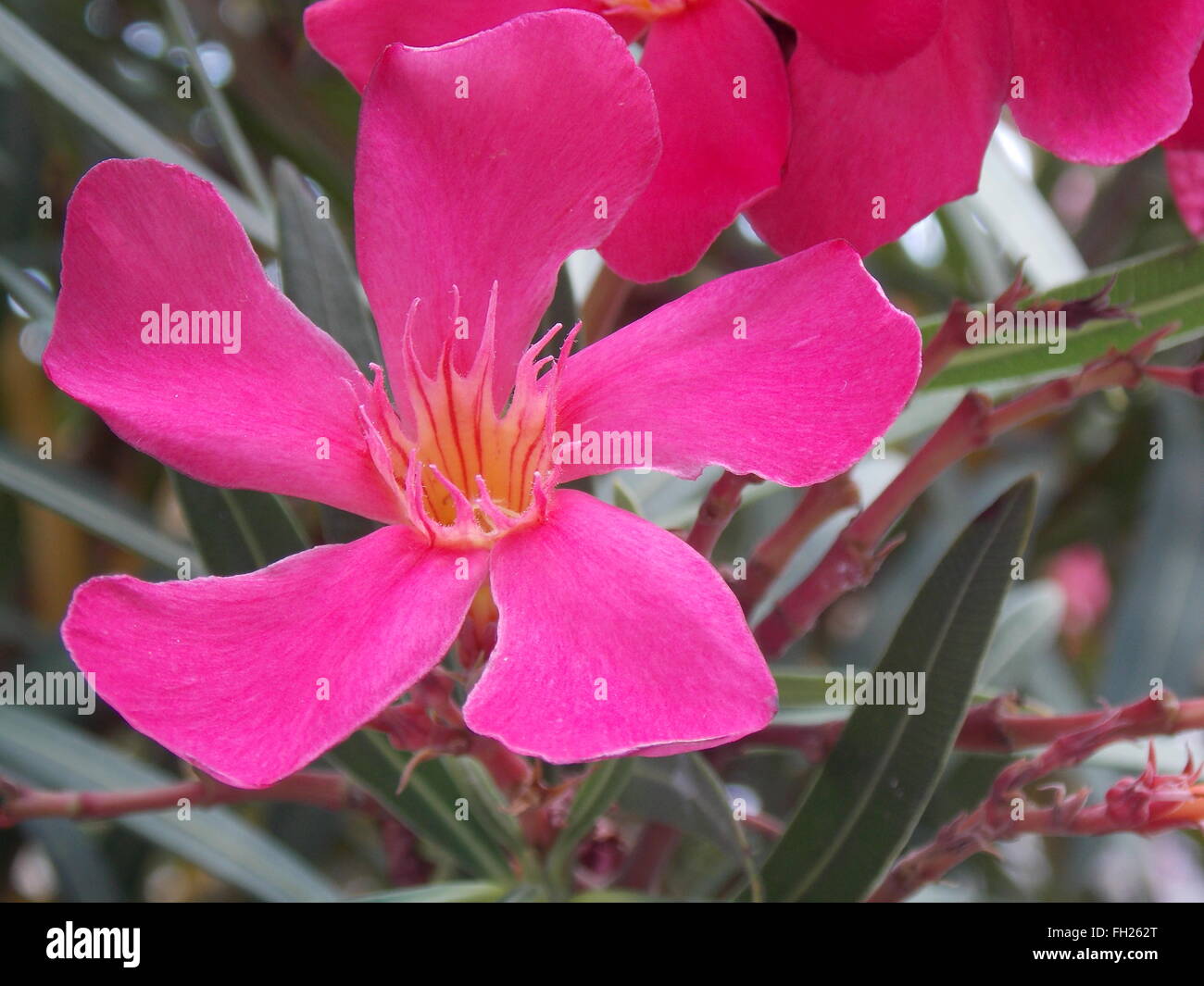 Bright pink stamen hi-res stock photography and images - Alamy