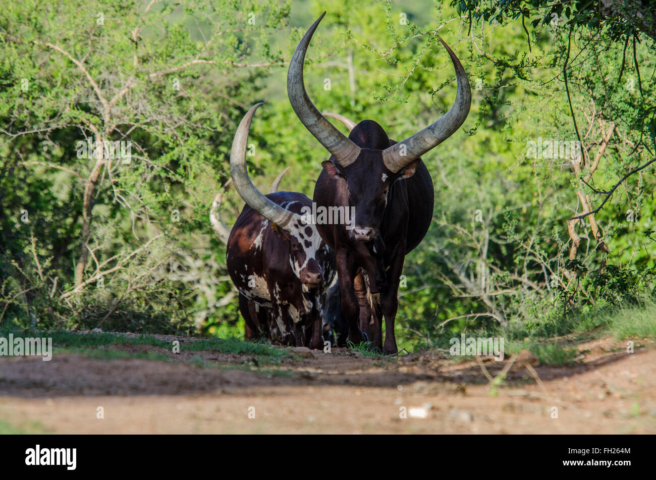Impressive cows marching towards home Stock Photo - Alamy