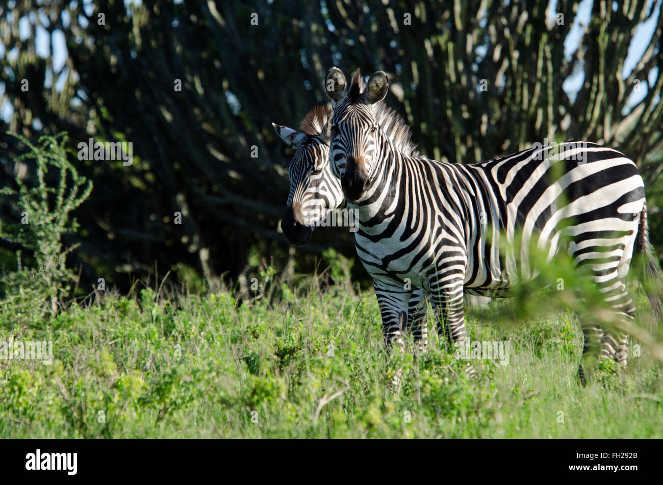Two headed zebra in foliage Stock Photo - Alamy
