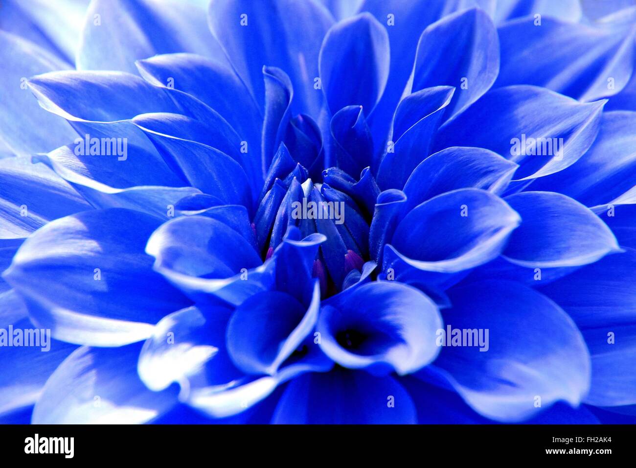 Blue dahlia flower hi-res stock photography and images - Alamy