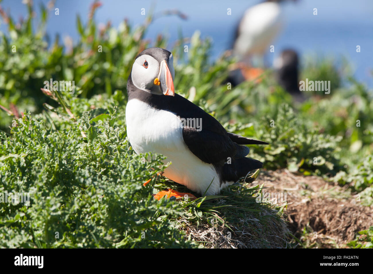 Puffin siting hi-res stock photography and images - Alamy