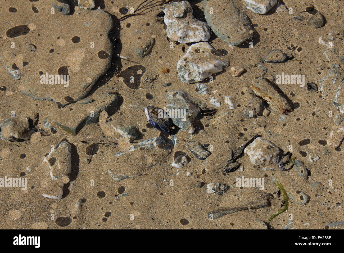 A muscle with Pebbles Stock Photo - Alamy