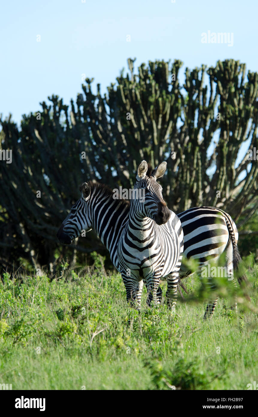 A two headed zebra in the sun Stock Photo - Alamy