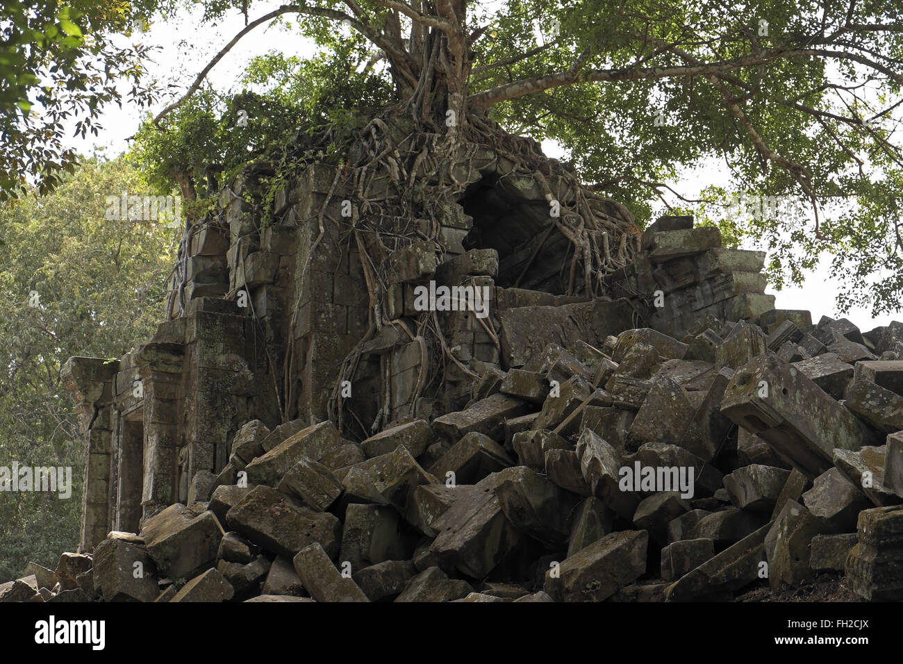 Trees growing out of the ruins of Beng Mealea (or Bung Mealea) temple ...