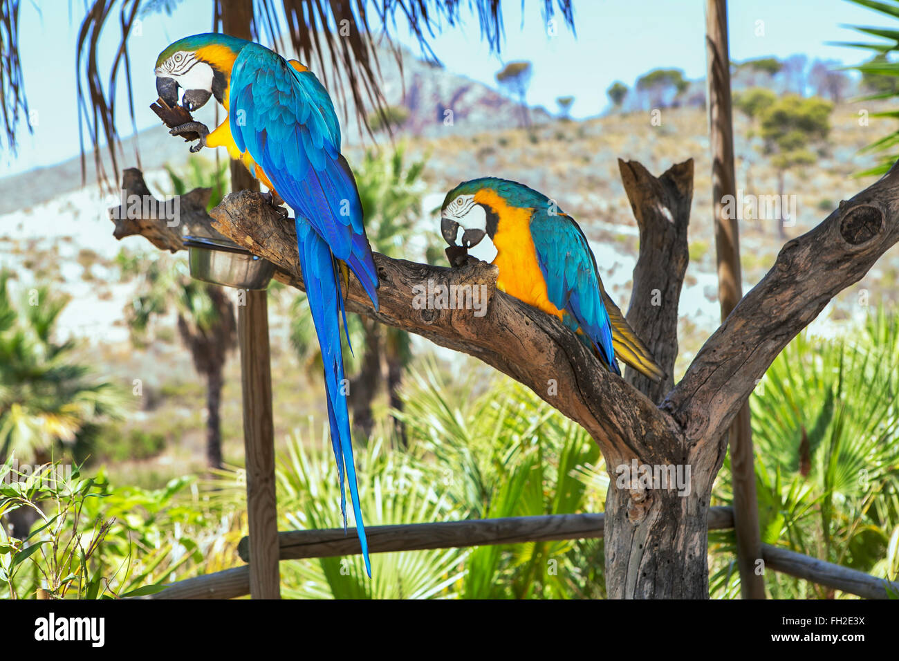 macaw sitting on branch in the tropic forest Stock Photo - Alamy