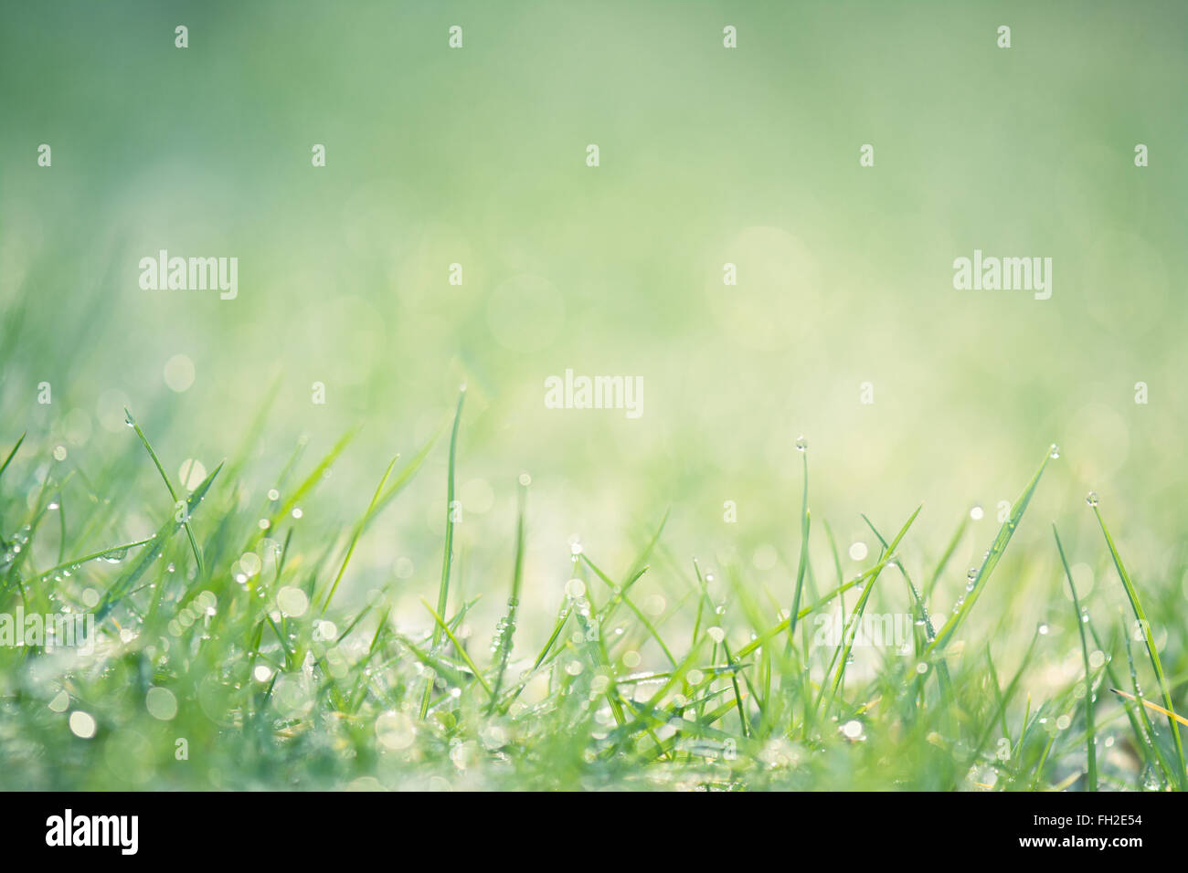 Natural green grass background with copy space Stock Photo - Alamy