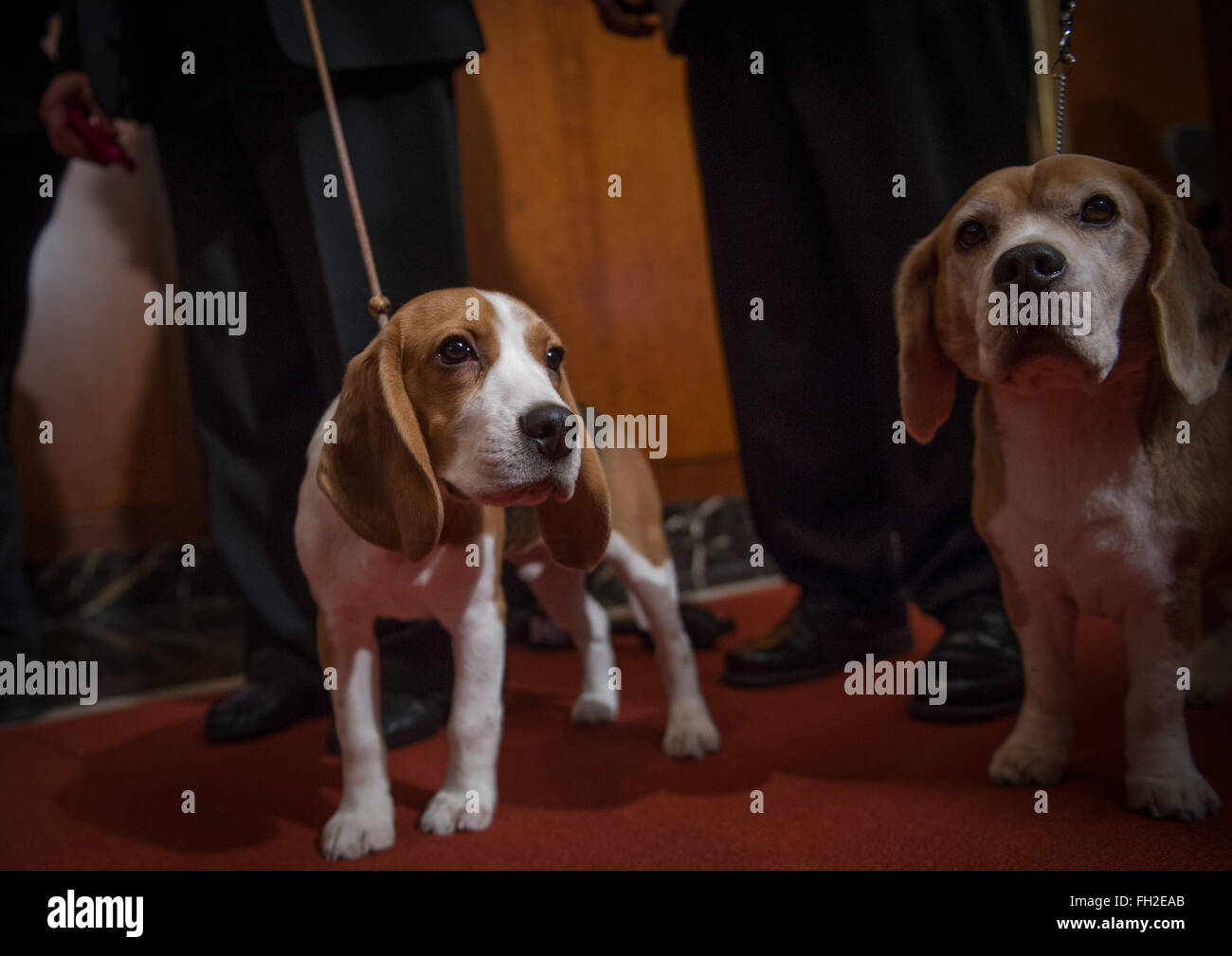 Beagles breed hi-res stock photography and images - Alamy