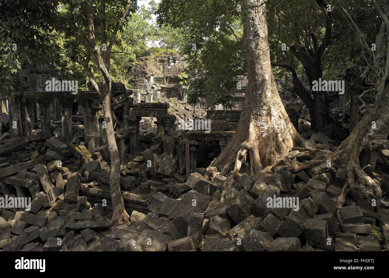 Trees growing out of the ruins of Beng Mealea (or Bung Mealea) temple ...