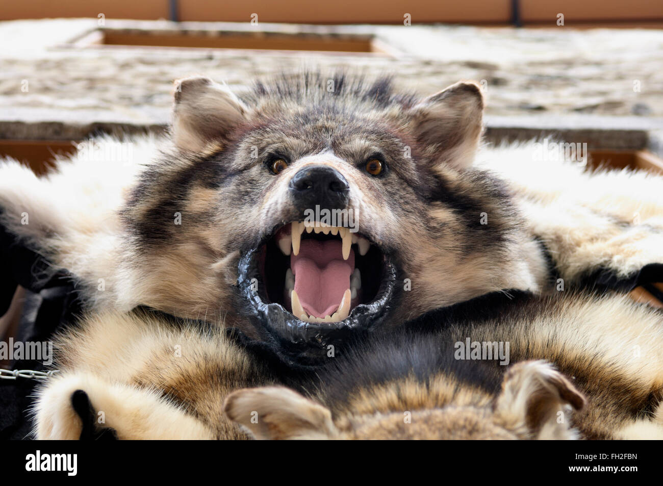 Wolf skin hi-res stock photography and images - Alamy