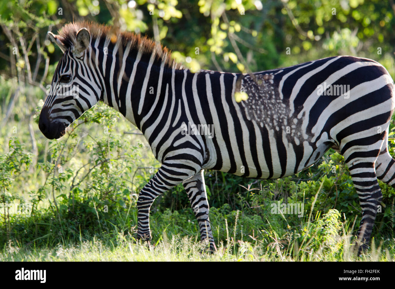 A zebra with unusual stripe patterns looking like a stain with little ...