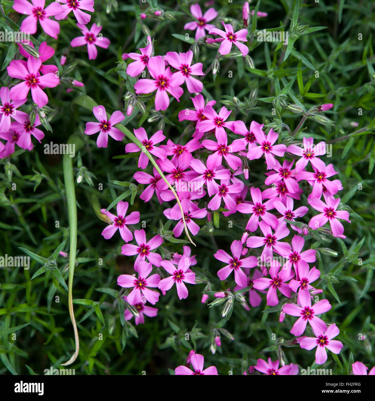 detail of purple pink spring flowers of red wood sorrel oxalis rubra ...