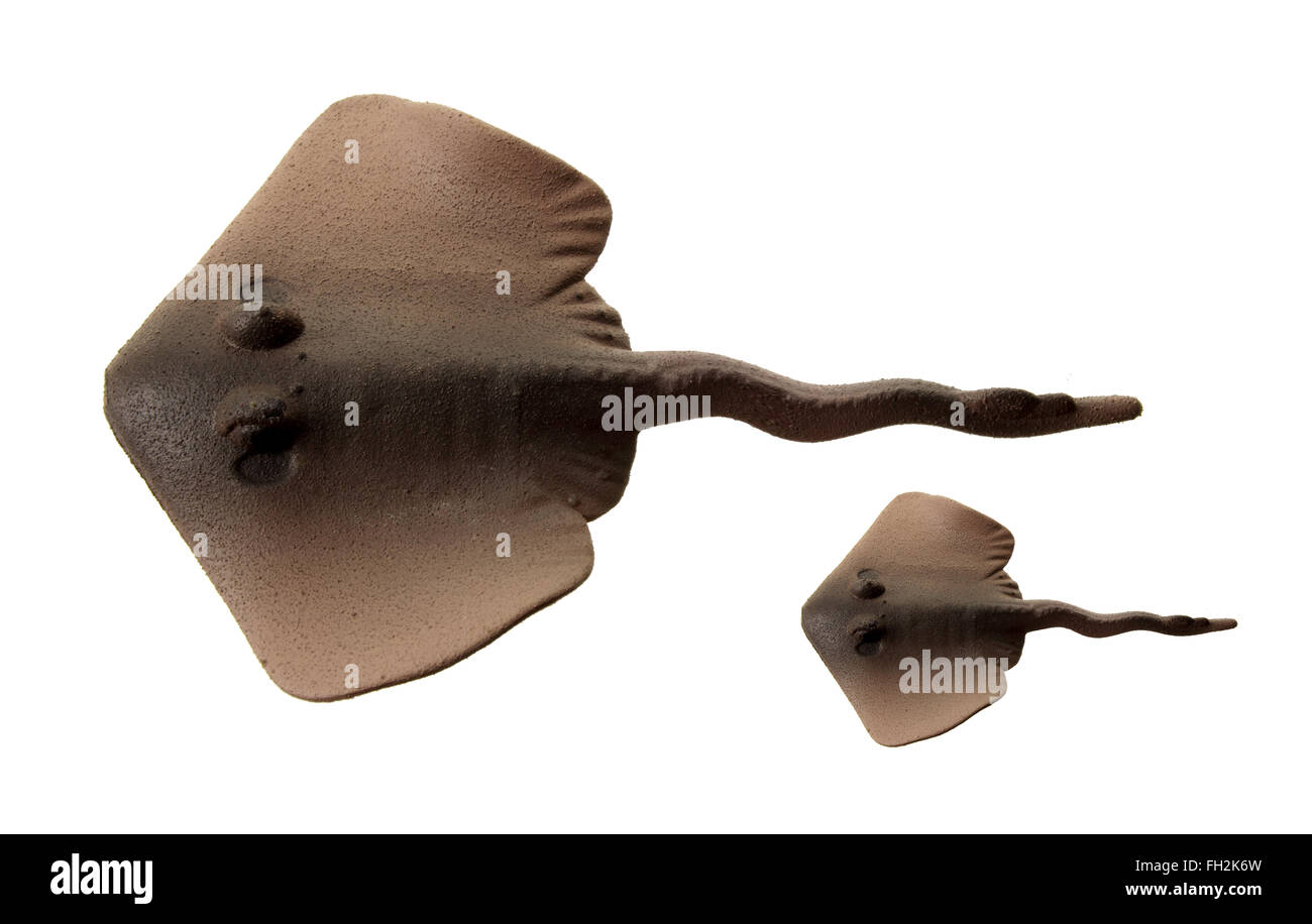 Stingray Cut Out Stock Images & Pictures - Alamy