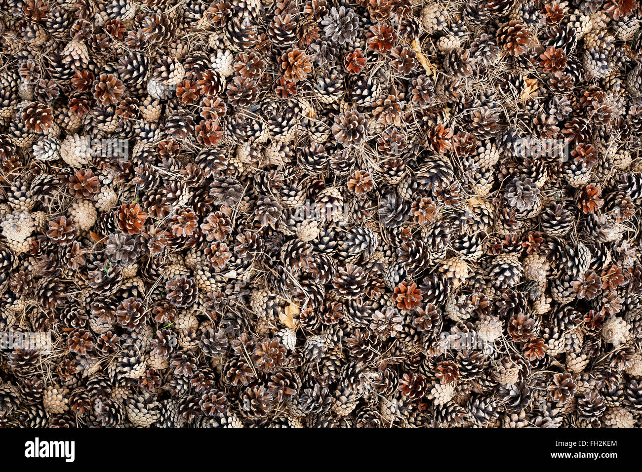 Pine cone background Stock Photo - Alamy