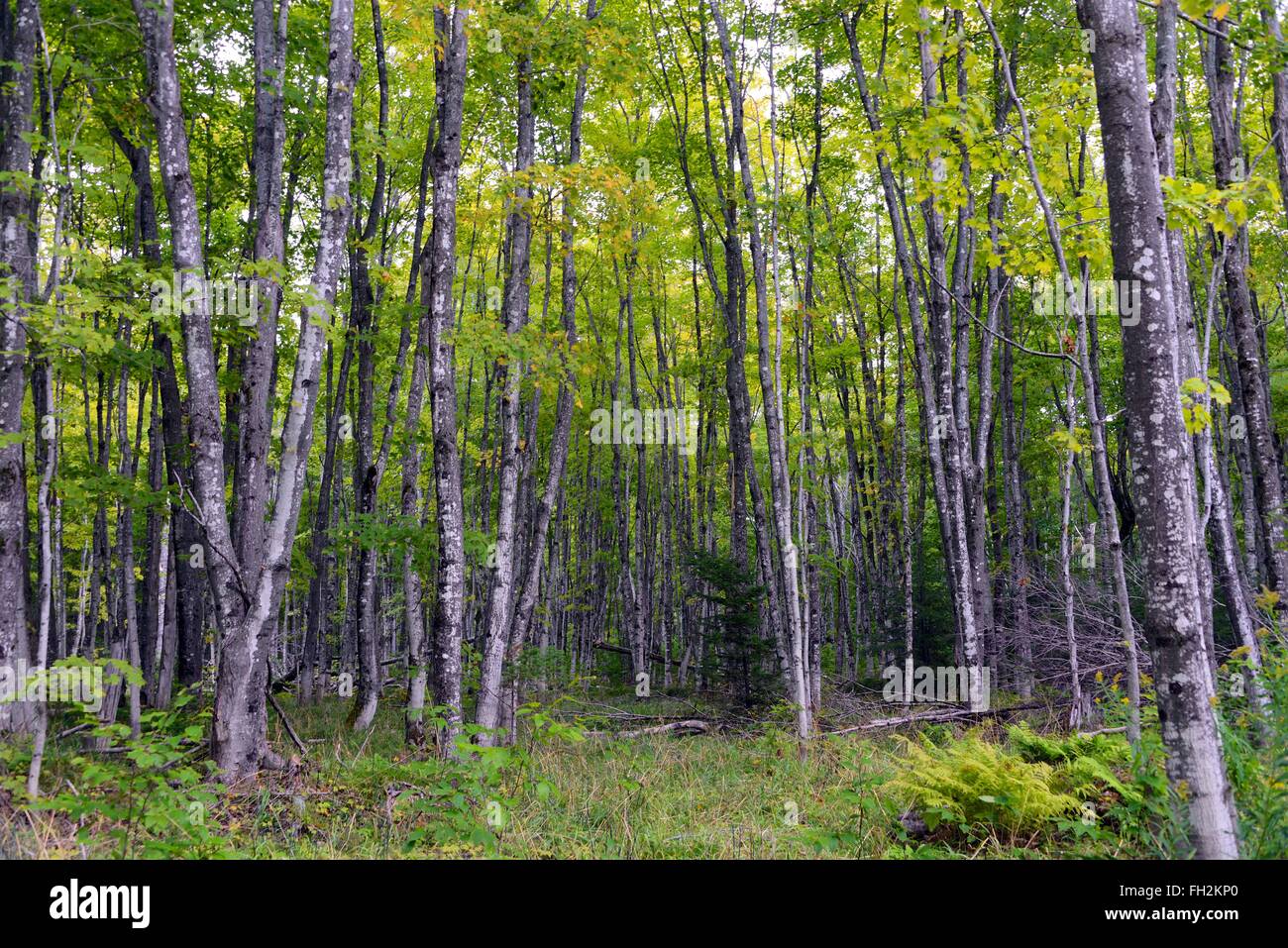 Birch trees, Pictured Rocks National Lakeshore, Michigan Stock Photo ...