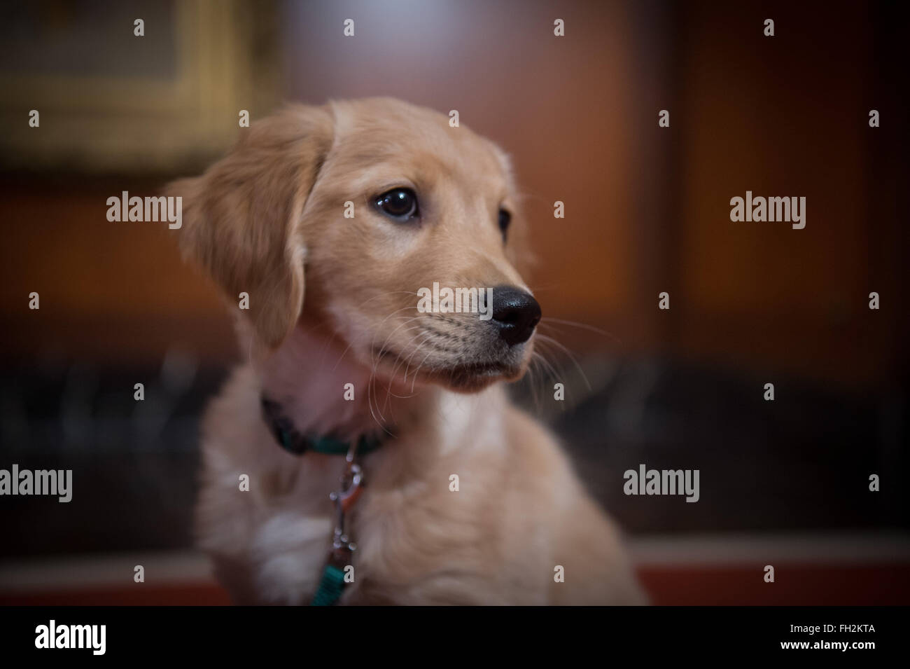 New York, NY, USA. 22nd Feb, 2016. Third most popular breed, a golden ...