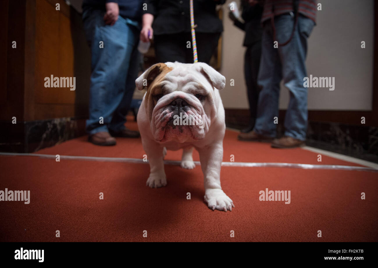 New York, NY, USA. 22nd Feb, 2016. Fourth most popular breed, a bulldog ...