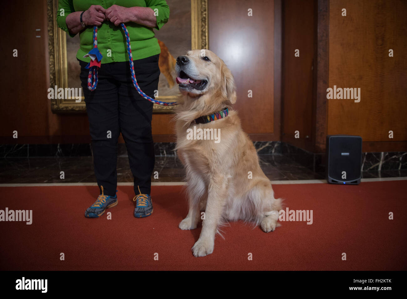 New York, NY, USA. 22nd Feb, 2016. Third most popular breed, a golden ...