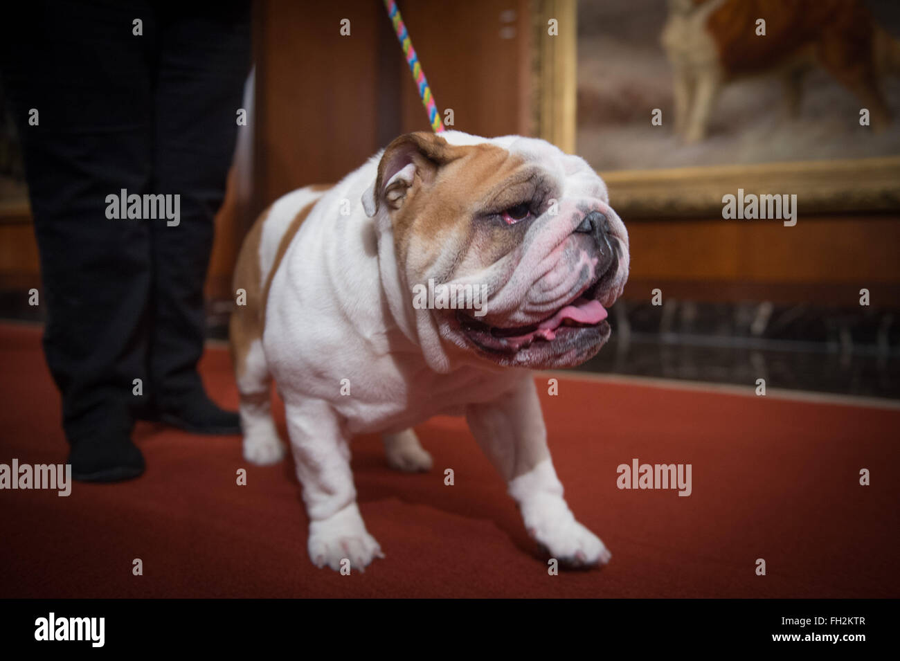 New York, NY, USA. 22nd Feb, 2016. Fourth most popular breed, a bulldog ...