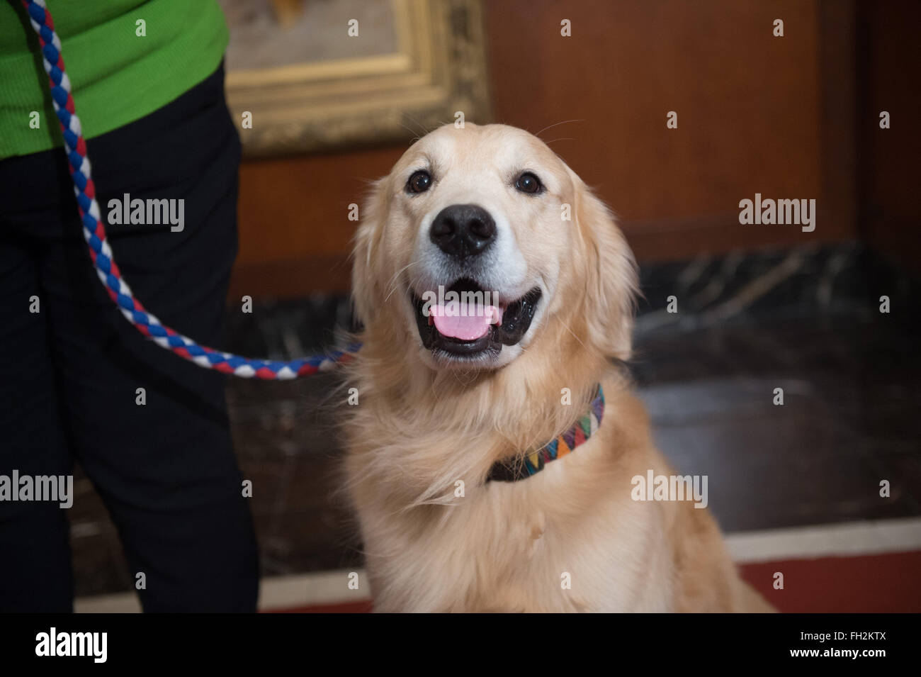 New York, NY, USA. 22nd Feb, 2016. Third most popular breed, a golden ...