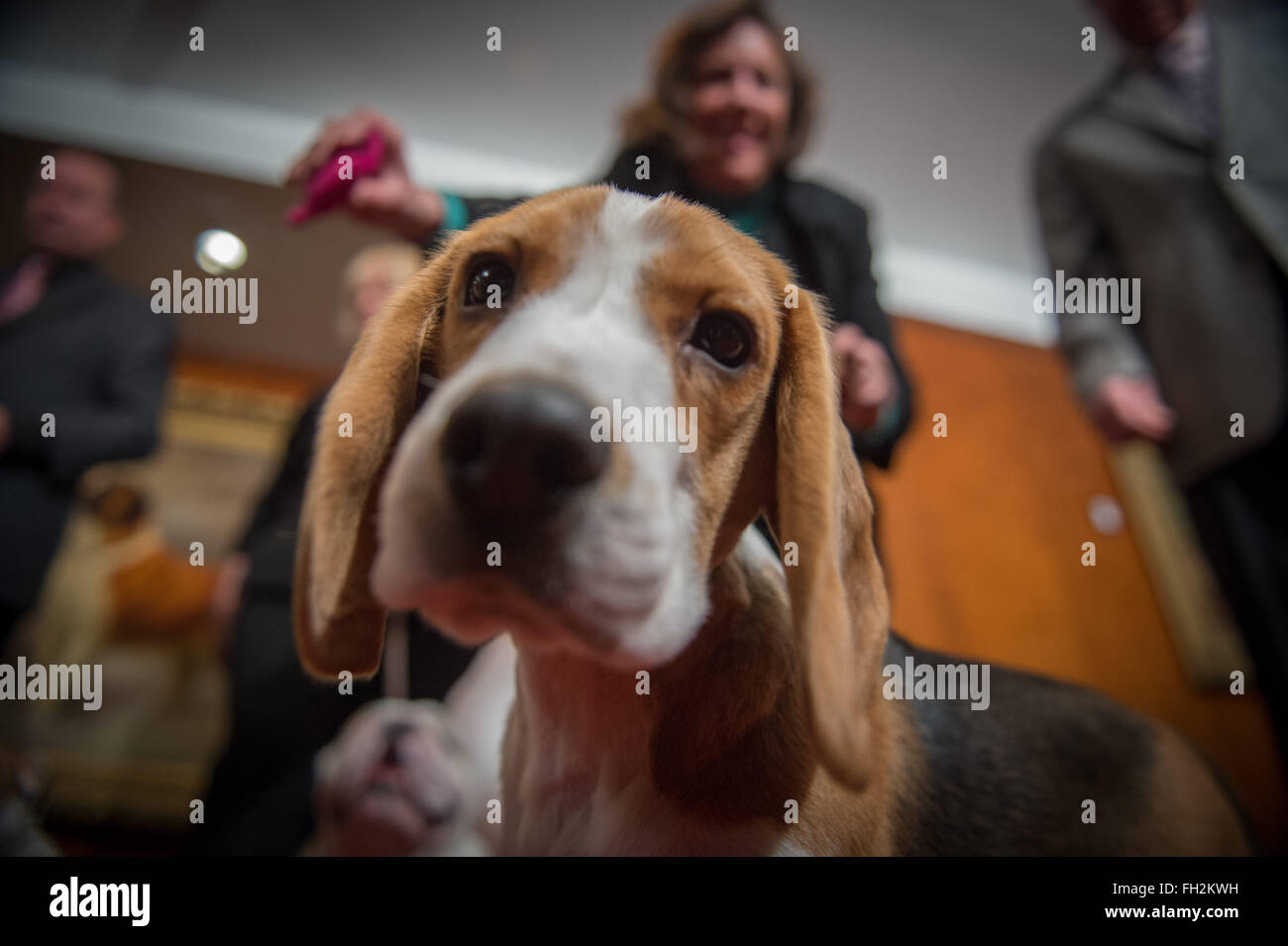 New York, NY, USA. 22nd Feb, 2016. Fifth most popular breed, a beagle ...
